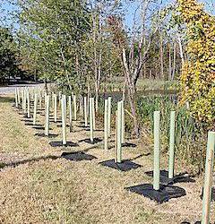 New trees 130 of them grow in Monroe