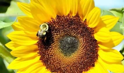 Cornwall museum presents The Great Sunflower Project