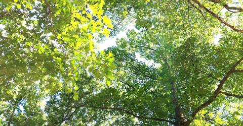 Monroe tree law public hearing to remain open until March 24