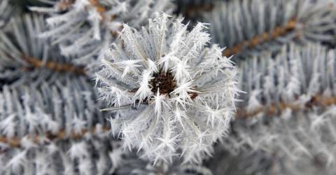 What happens when fog freezes