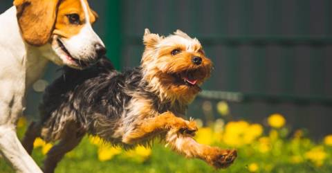 Dog owners: Take our survey and get your pup in the paper