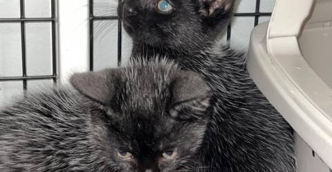 Pet of the Week: Meet Bruce & Trent