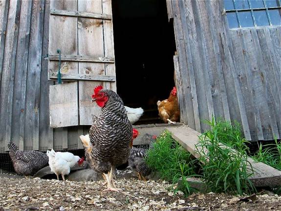 Learn how to raise your own chickens
