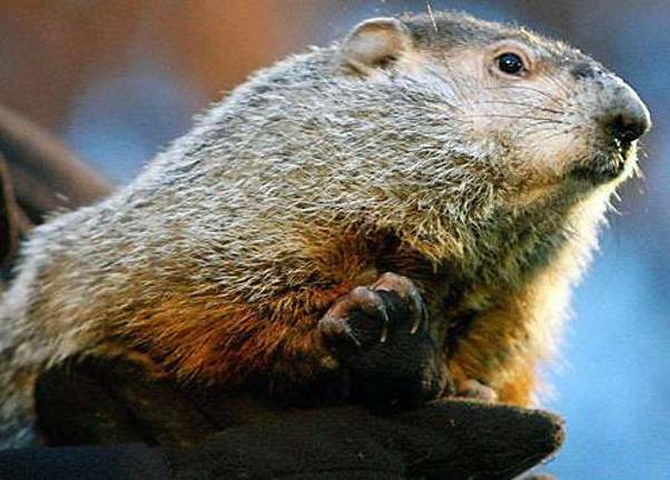Celebrate Groundhog Day at Bear Mountain State Park